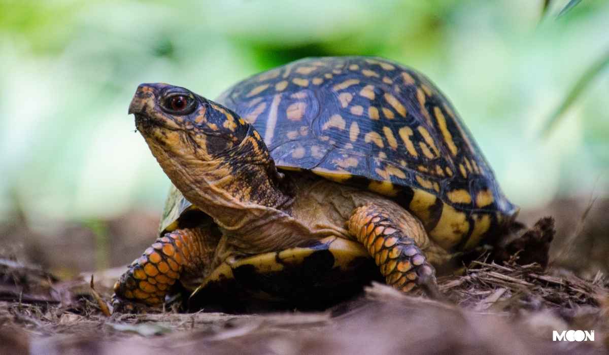 5 animais que são considerados amuletos de sorte e proteção em ...